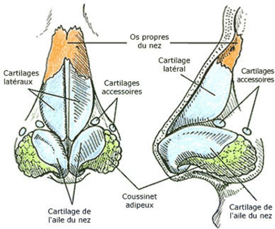 Anatomie nez et sinus