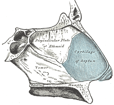 Anatomie nez et sinus